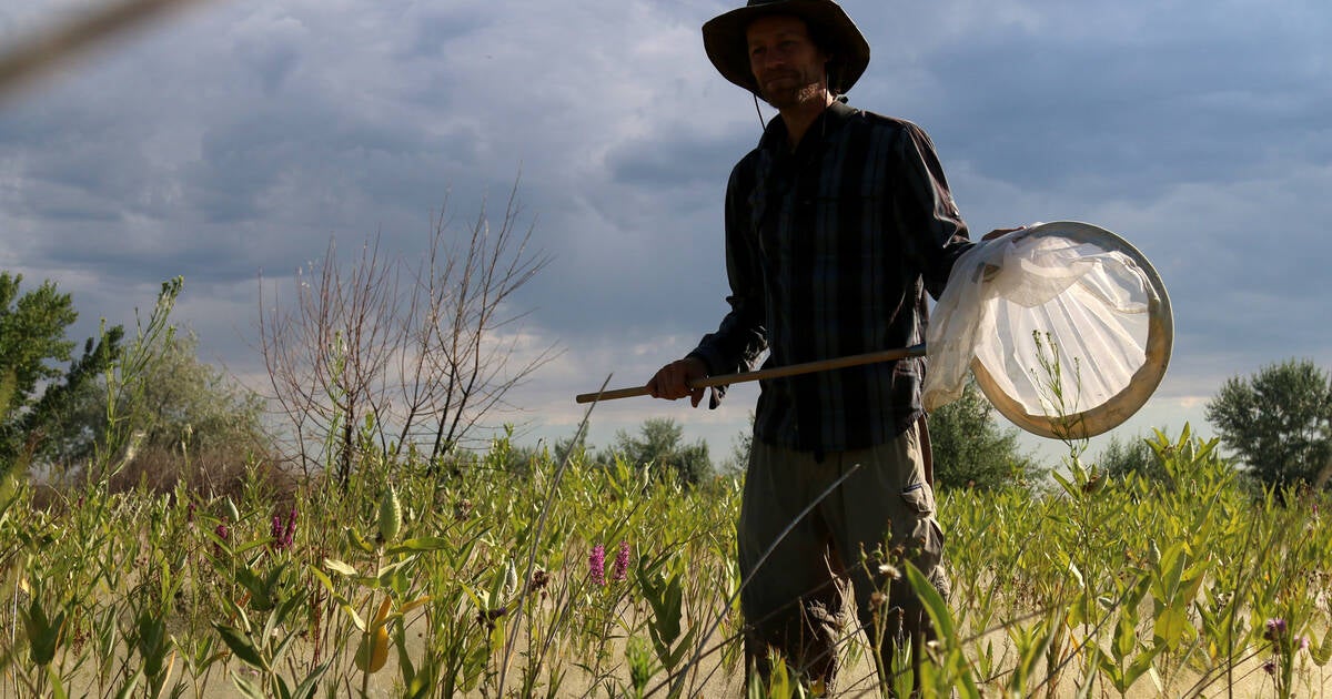 Citizen Scientists Help Tag Monarchs | CWI